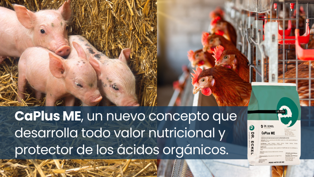 CaPlus ME, un nuevo concepto que desarrolla todo valor nutricional y ...